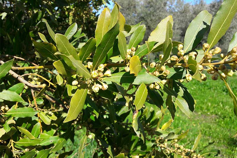 Laurel: Propiedades, Beneficios y Usos - Tobalito